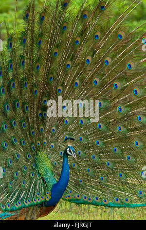 Peacock dance display at Yala National Park, Sri Lanka. The feathers ...