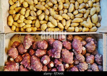 Colorful root vegetables pink, purple and orange organic sweet potatos ...