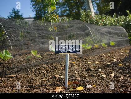 Cabbage growing under net tunnel for protection in home vegetable ...