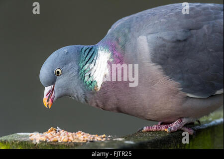Wood pigeon picking up grain withs its beak from the top of a wooden ...