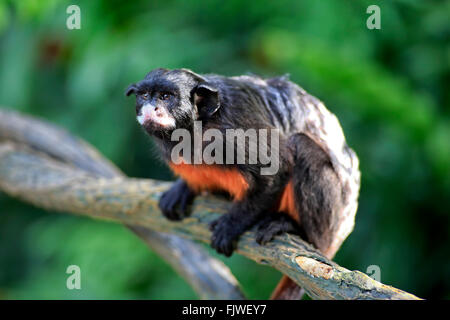 Red-bellied / White-lipped Tamarin (Saguinus labiatus) standing on back ...