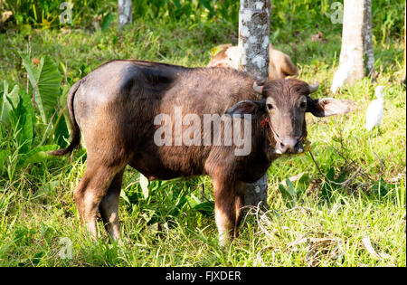 Cow In Kerala India Stock Photo - Alamy