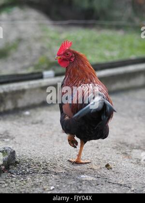 The rooster is standing on one leg. Bird close up on the poultry yard ...