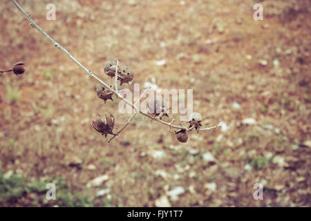 Hairy-leafed Apitong (Dipterocarpus alatus) close-up of trunk, with ...