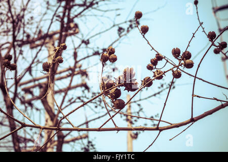 Hairy-leafed Apitong (Dipterocarpus alatus) close-up of trunk, with ...