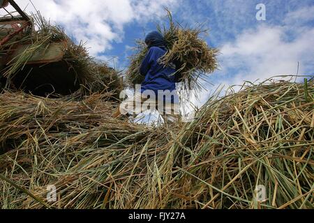 Bulacan Province, Philippines. 3rd Mar, 2016. A farmer harvests rice at ...