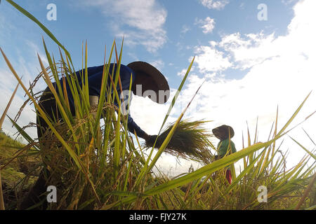 Bulacan Province, Philippines. 3rd Mar, 2016. A farmer harvests rice at ...