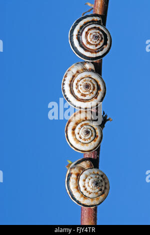 Snails in summer estivation Stock Photo - Alamy