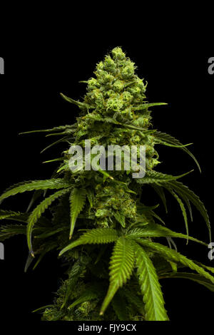 Mature cannabis flower on black background Stock Photo - Alamy