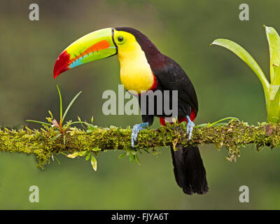 Keel-billed toucan perched on branch Stock Photo - Alamy