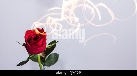 Red Rose On Fire, Flaming Flower Stock Photo - Alamy