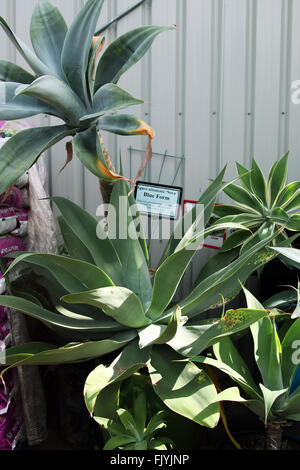 Large Agave attenuata Nova or known as Blue form Agave growing in a pot ...