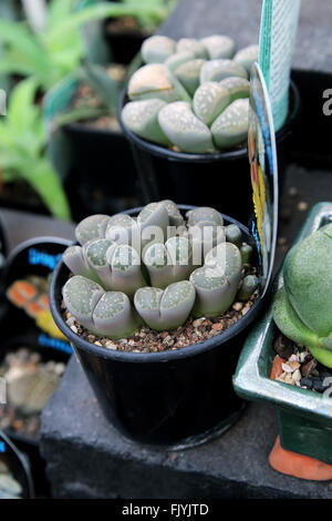 Lithops or also known as Living stone succulents Stock Photo - Alamy
