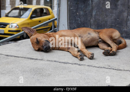 Yellow stray dog sleeping on the sandy beach Stock Photo - Alamy