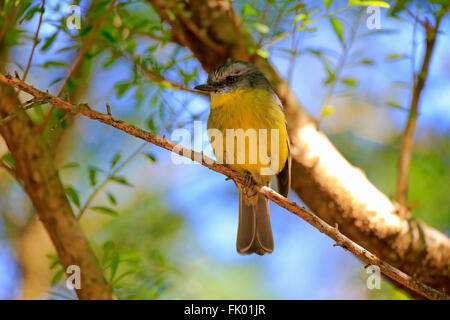 Yellow-bellied Robin, Australia (Eopsaltria flaviventris Stock Photo ...