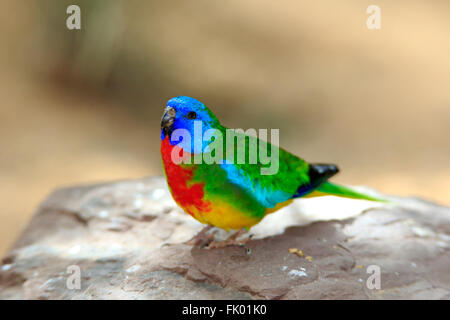 Male Scarlet-chested Parrot (Neophema splendida), blue mutation ...