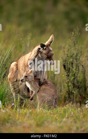 A vertical shot of an Eastern grey kangaroo in Brisbane, Australia ...