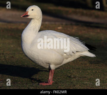 Snow goose (Anser caerulescens), standing on ground Stock Photo - Alamy