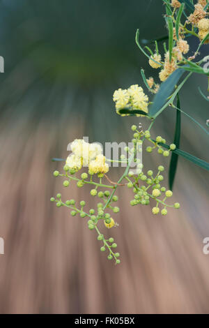 Acacia retinodes Retinodes water wattle – spherical yellow flowers and ...