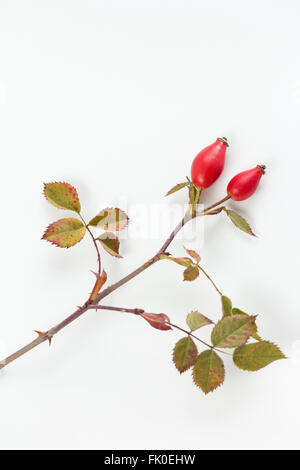 sprig of rose hips leaves and berries small branch of rose haws Stock ...