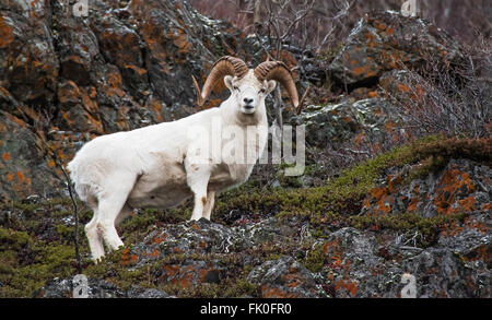 Dall Sheep ram Stock Photo - Alamy