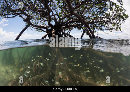 Lone mangrove tree and roots in tidal shallows Stock Photo - Alamy