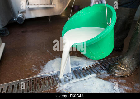 Farmer pouring a bucket of milk down the drain as it is worth nothing ...