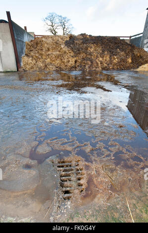 Effluent run off from manure heap going down drain into storage unit on ...
