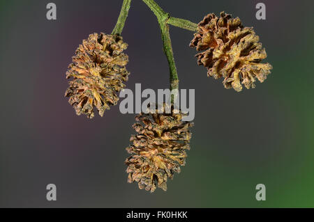 Alder tree cones, seed cones Stock Photo - Alamy