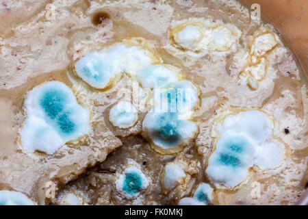 Closeup to bright green mould on a ceiling in a building Stock Photo ...