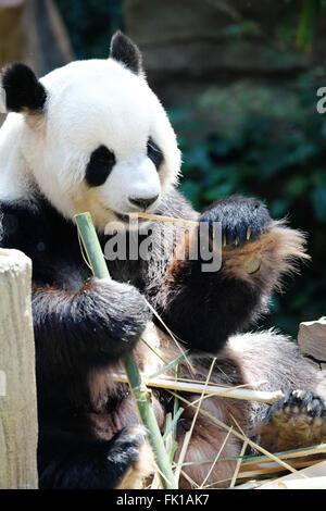 Close-up up of giant panda bear eating bamboo Stock Photo - Alamy