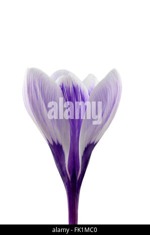 Purple and white striped pickwick crocus flower close up. Beautiful ...