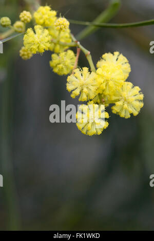 Acacia retinodes. Wirilda shrub in flower Stock Photo - Alamy