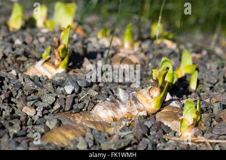 Iris Aphylla Bulbs sprouting in a rock garden Stock Photo - Alamy