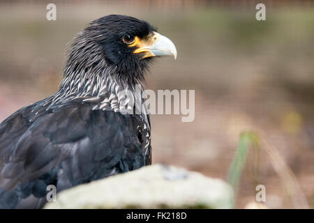 Striated caracara are known as Johnny rook in the Falkland Islands ...