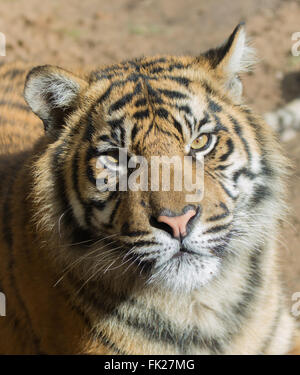 wild male bengal tiger paws closeup in natural green background at ...