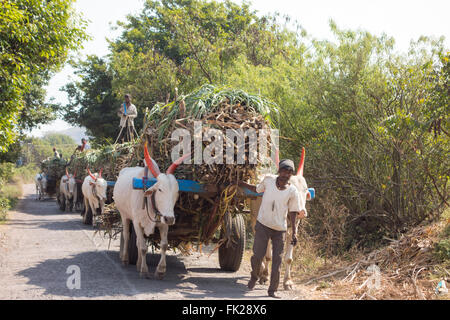 Men transport sugar cane by bullock cart Maharashtra India Stock Photo ...