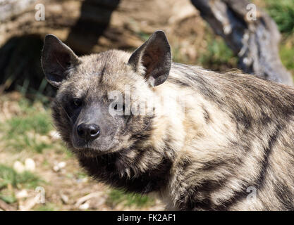 Closeup of the head of a hyena Stock Photo - Alamy