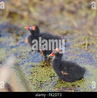 Little Common moorhen baby, Gallinula chloropus also known as the ...