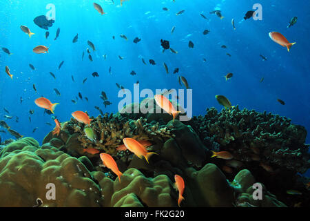 Colorful Coral Reef at Crystal Bay, Nusa Penida. Bali, Indonesia Stock ...