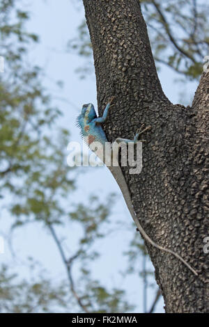 Blue-crested Lizard (Calotes bachae Stock Photo - Alamy