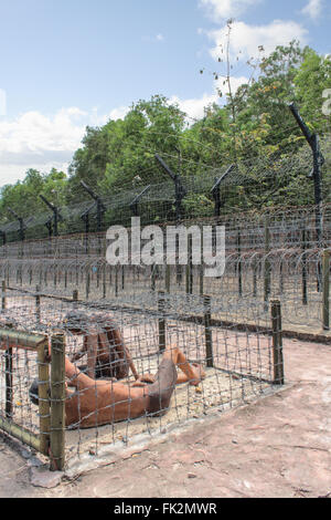 human cages in coconut prison, phu quoc, vietnam war Stock Photo - Alamy