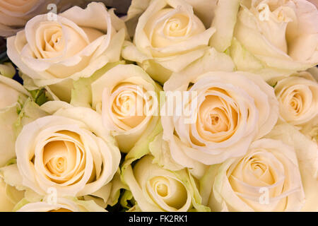 A bouquet of fresh white roses on neutral background Stock Photo - Alamy
