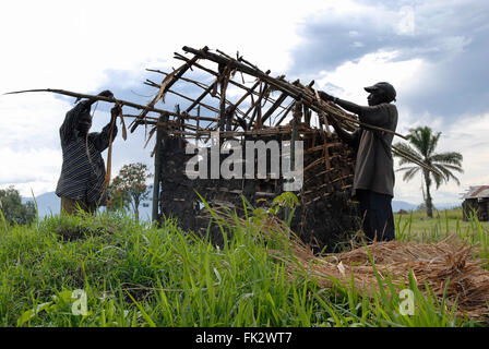 Displaced Congolese men set up a hut made of banana poles and mud in a ...