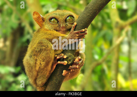 tarsier monkey in Bohol Philippines Stock Photo - Alamy