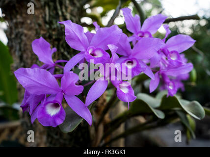 Guaria Morada Orchid (Cattleya skinneri) national flower, Costa Rica ...