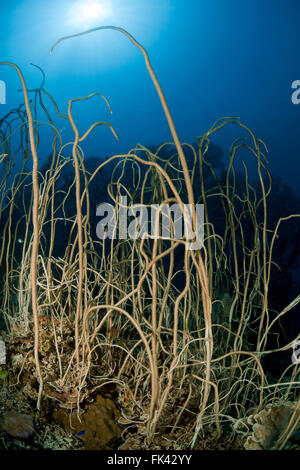 Whip coral forest (Junceella sp.) with diver Stock Photo - Alamy