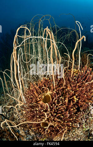 Whip coral forest (Junceella sp.) with diver Stock Photo - Alamy