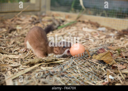 Stoat; Mustela erminea Single Captive Rolling an Egg Cornwall; UK Stock ...