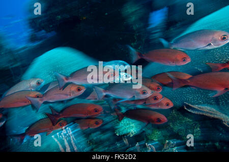 Pinjalo snapper [Pinjalo lewisi] school. West Papua, Indonesia Stock ...